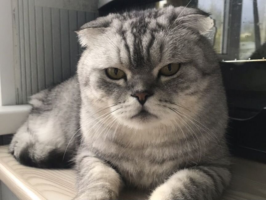 Шотландски кот в добрые руки