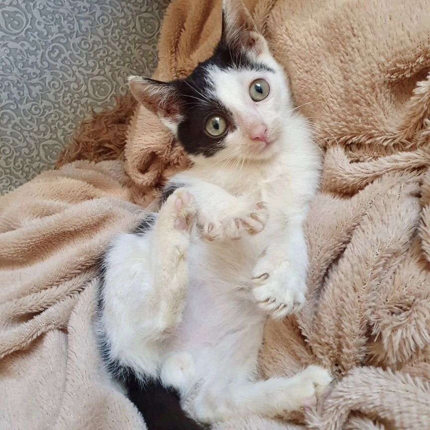 Славные котята ищут хозяев