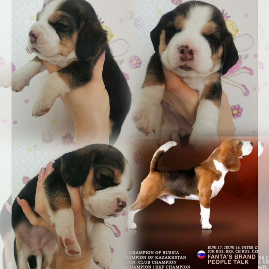 Бигль шоу класса