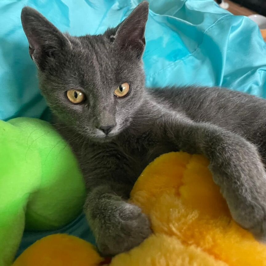 Британец полукровка из приюта