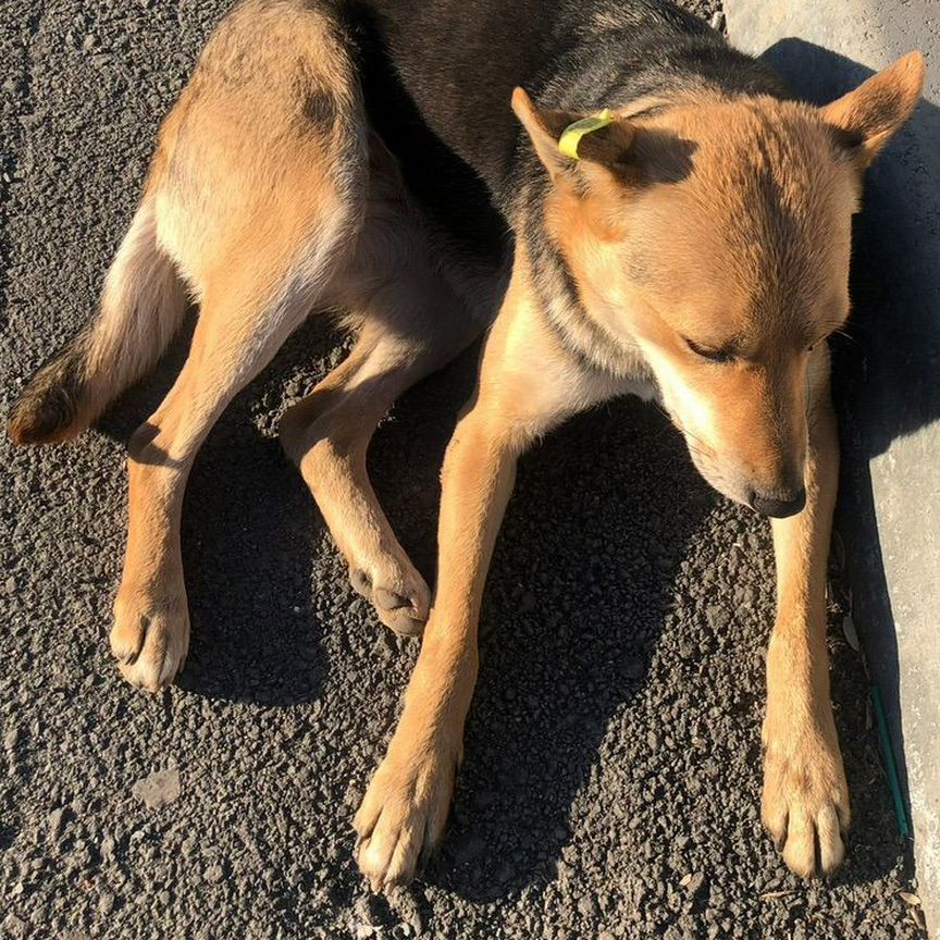 Взрослая собака в добрые руки