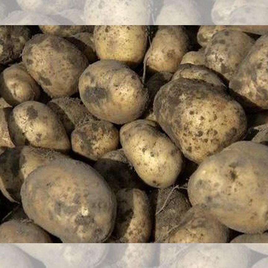 Продам мелкий картофель