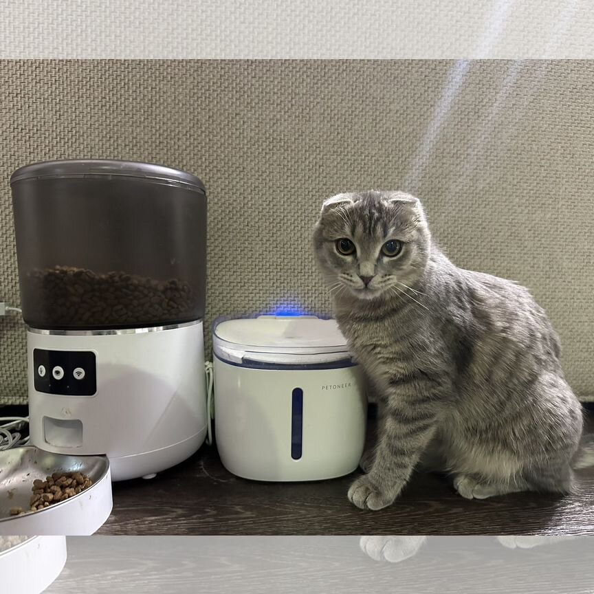 Продам веслоухого породистого котенка