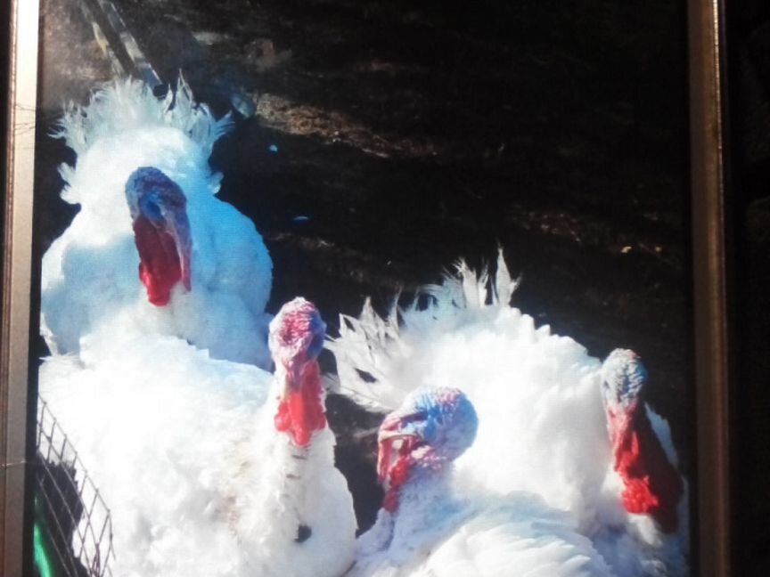 Индюшата, бройлер, гусята, утята