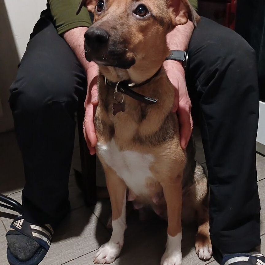 Молодая собака