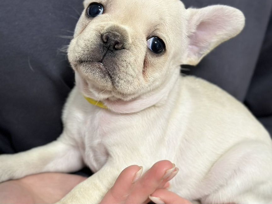 Щенки французского бульдога крем