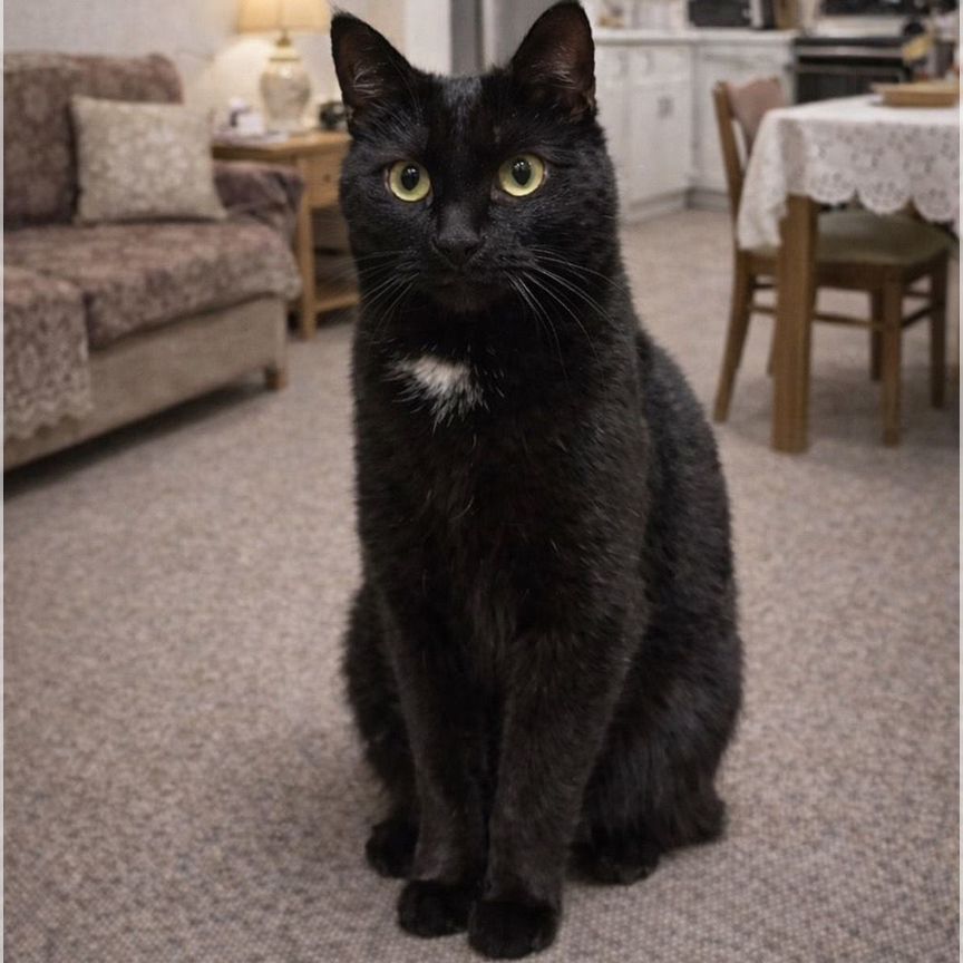 Европейская короткошёрстная, взрослая кошка