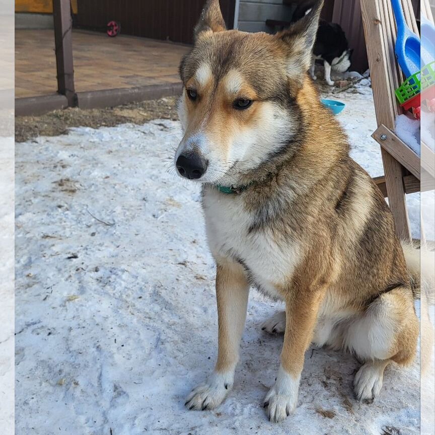 Восточносибирская лайка найдена