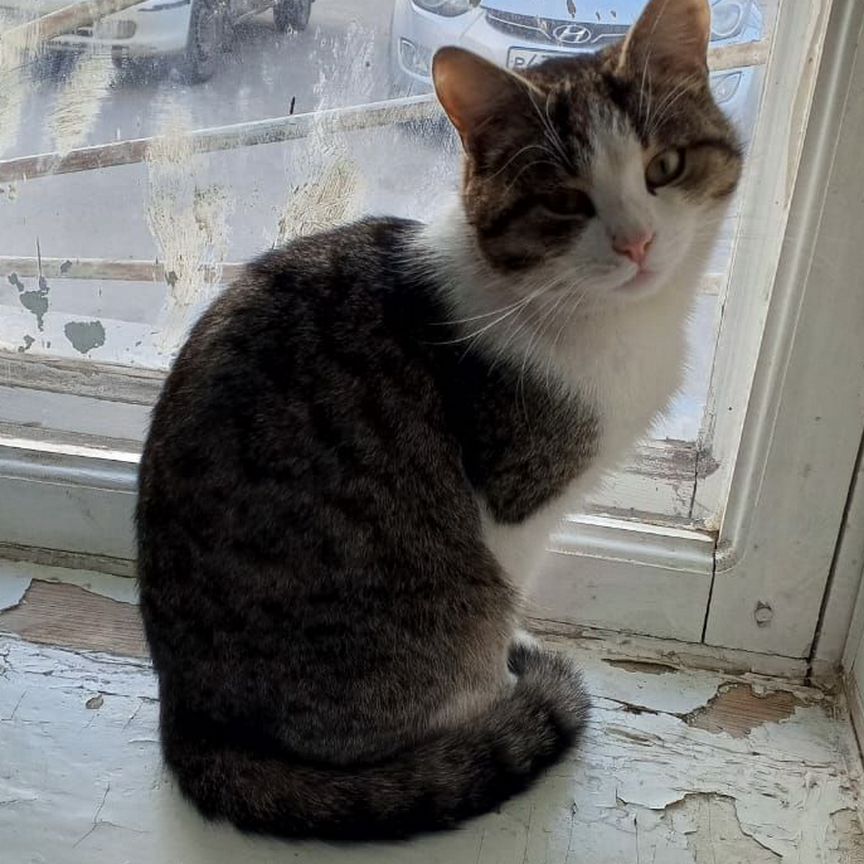 Котик ищет хозяина