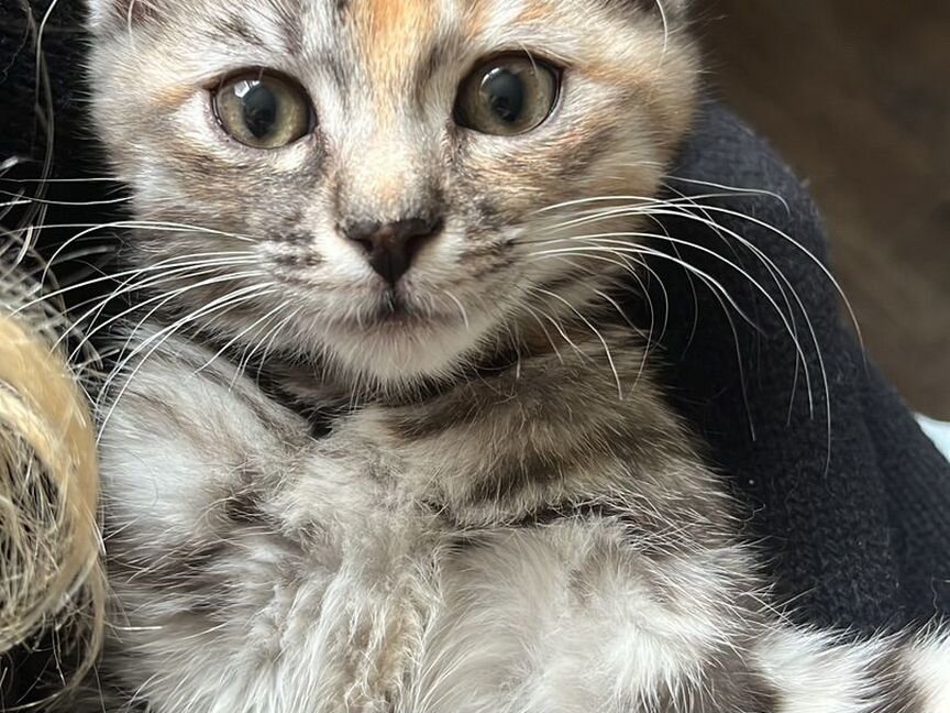 Котята в добрые руки бесплатно