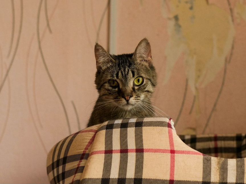 Жорж ищет семью