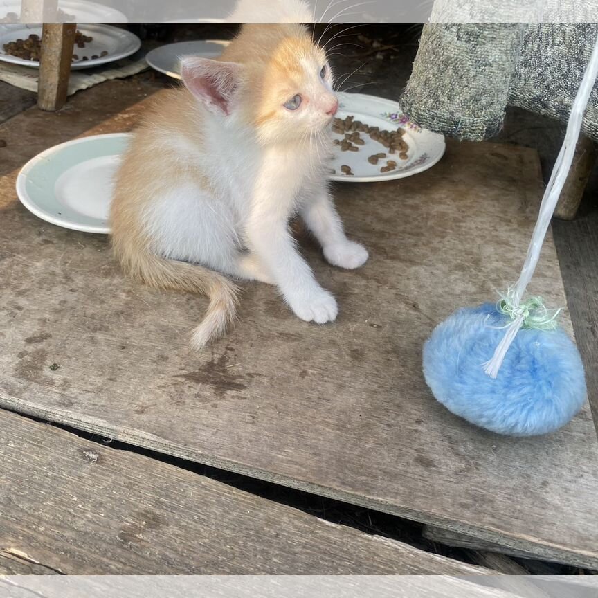 Отдам котят в добрые руки