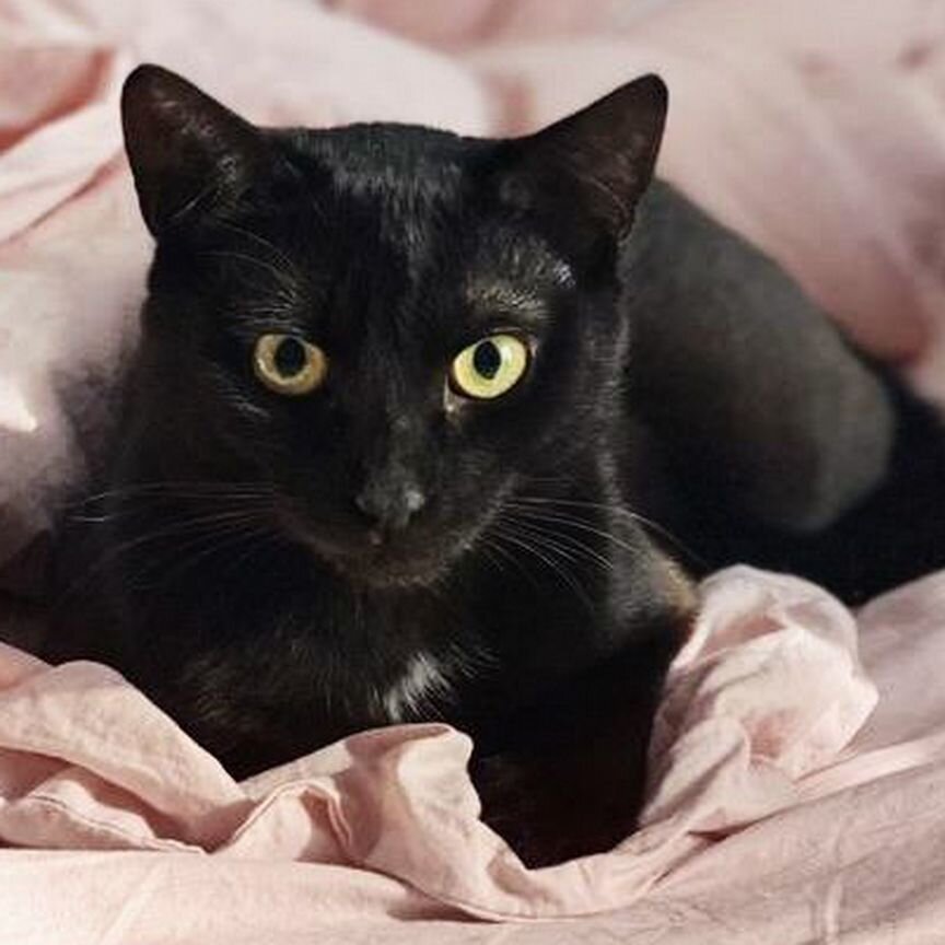 Котенок Василек ищет Маму