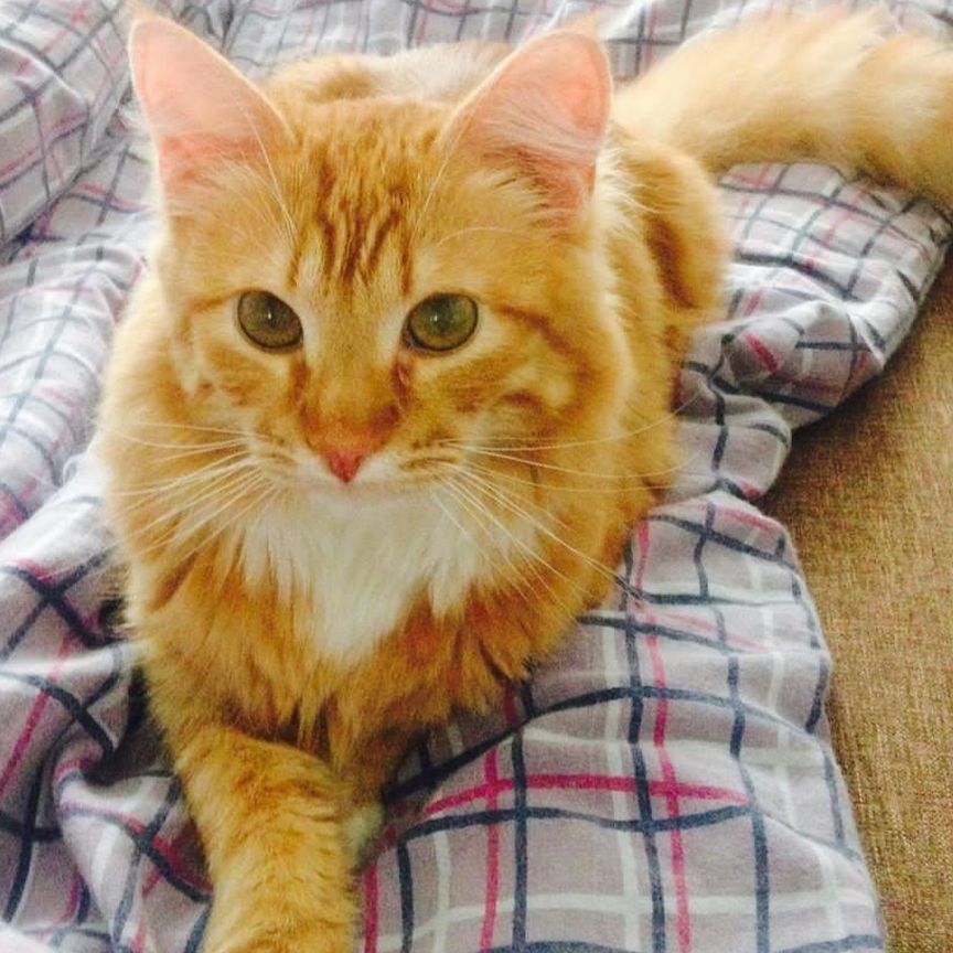 Взрослая кошка в добрые руки