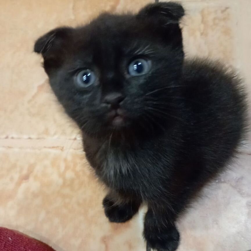 Котята вислоухие