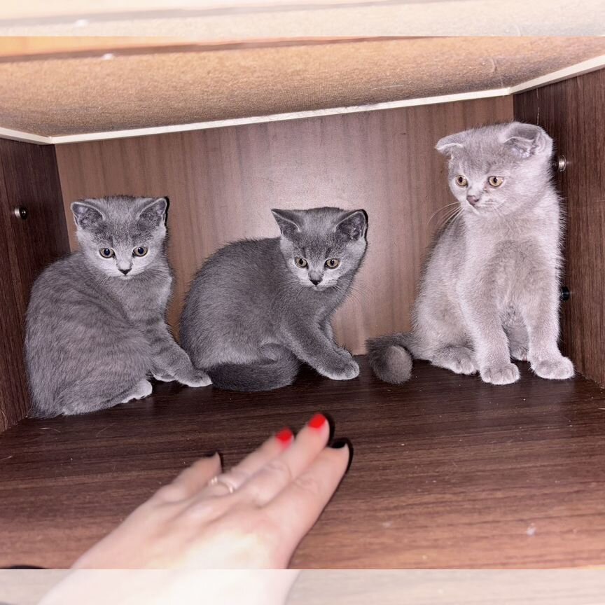 Британские котята
