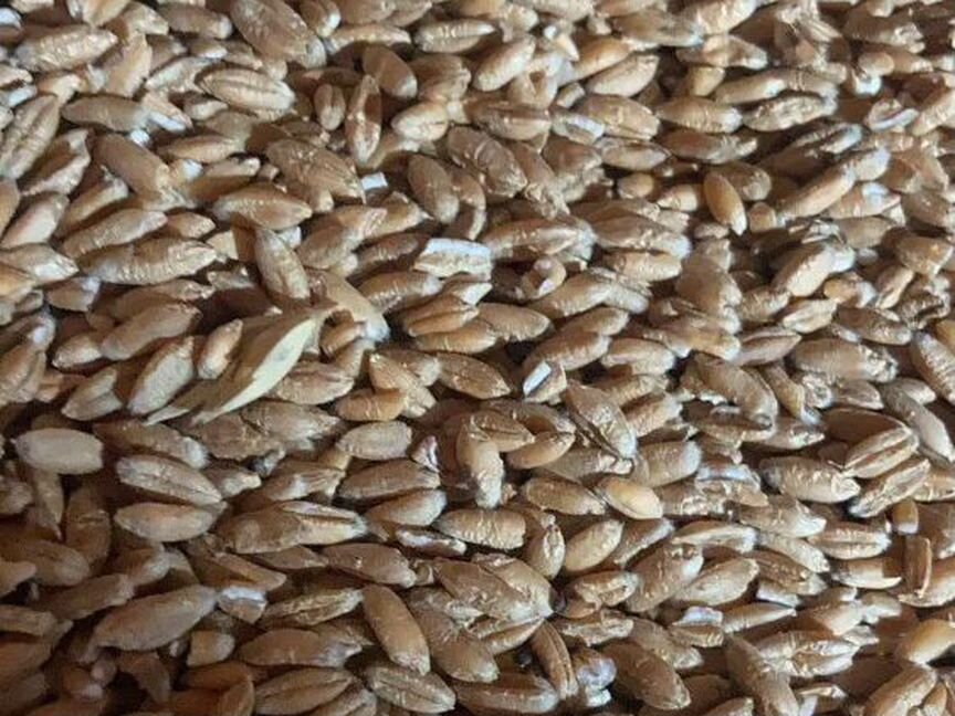 Кормовой овёс, Ячмень озимый корма