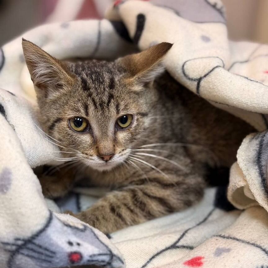 Котенок Финик (мальчик, 2,5 мес) в добрые руки
