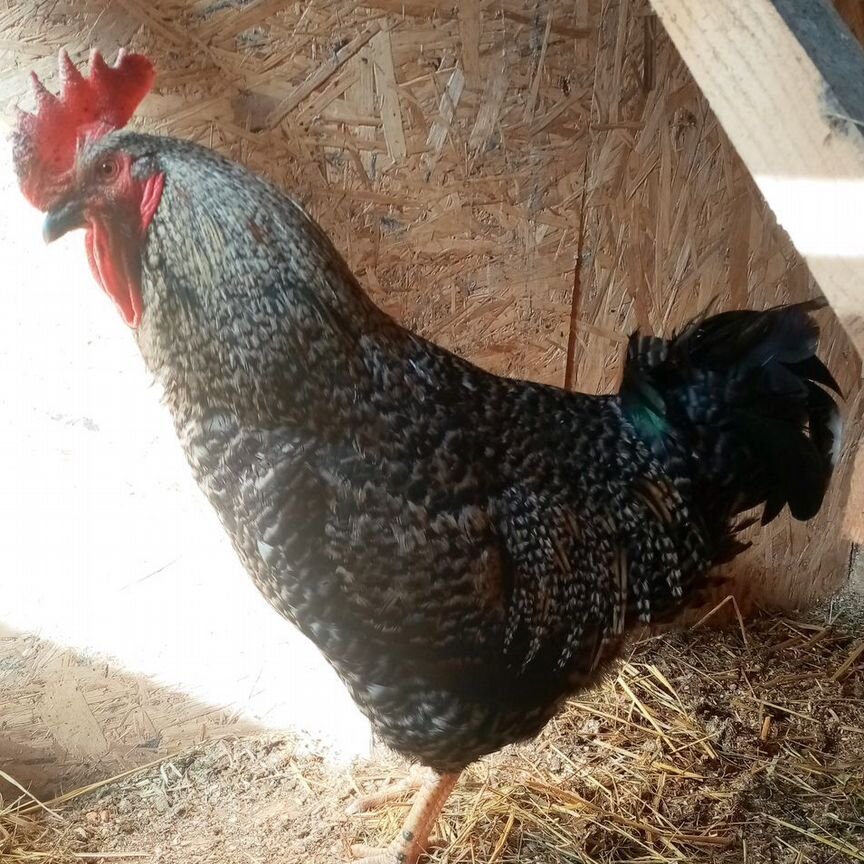 Молодые петухи