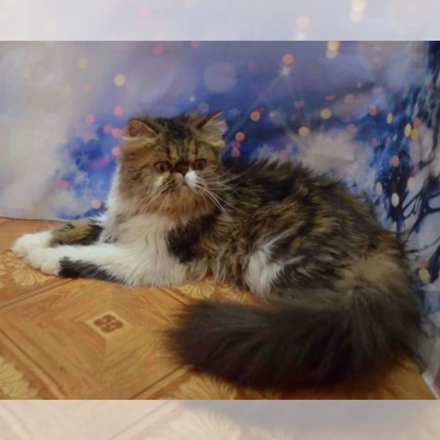 Персидкая красавица