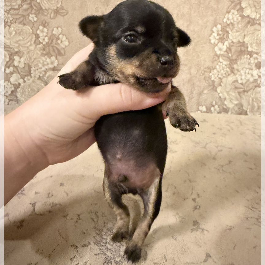 Русский той-терьер, щенок