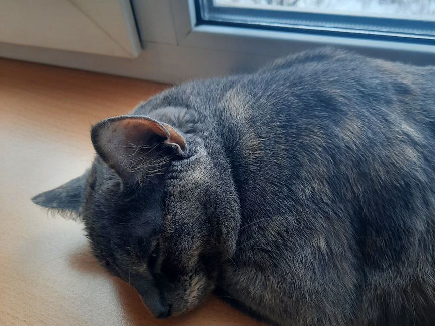 Отдам бесплатно кошку стерилизованную
