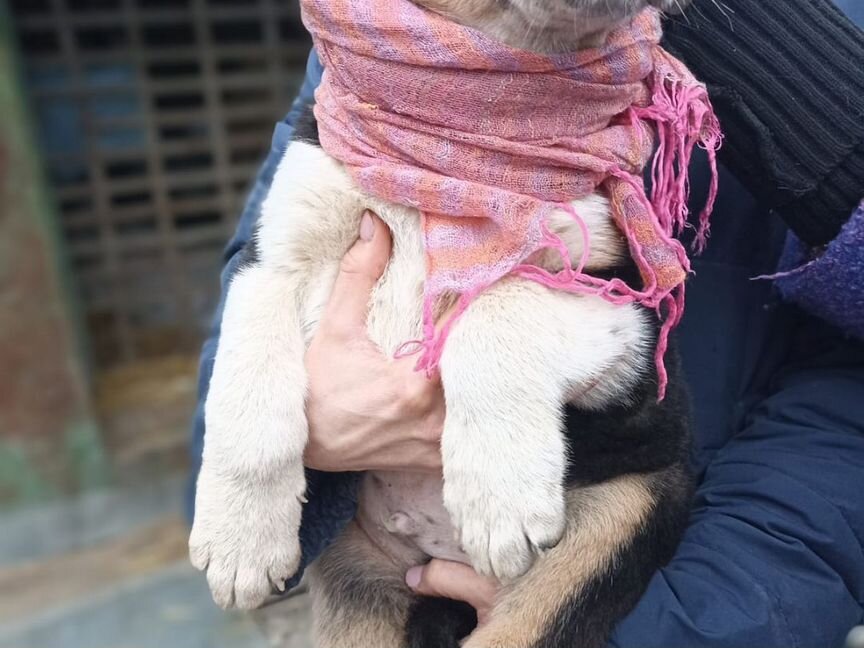 Малыш три месяца мама метис бигль