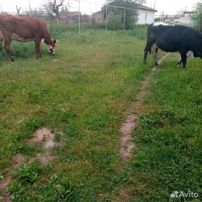 Продам коров на молоко,стельных