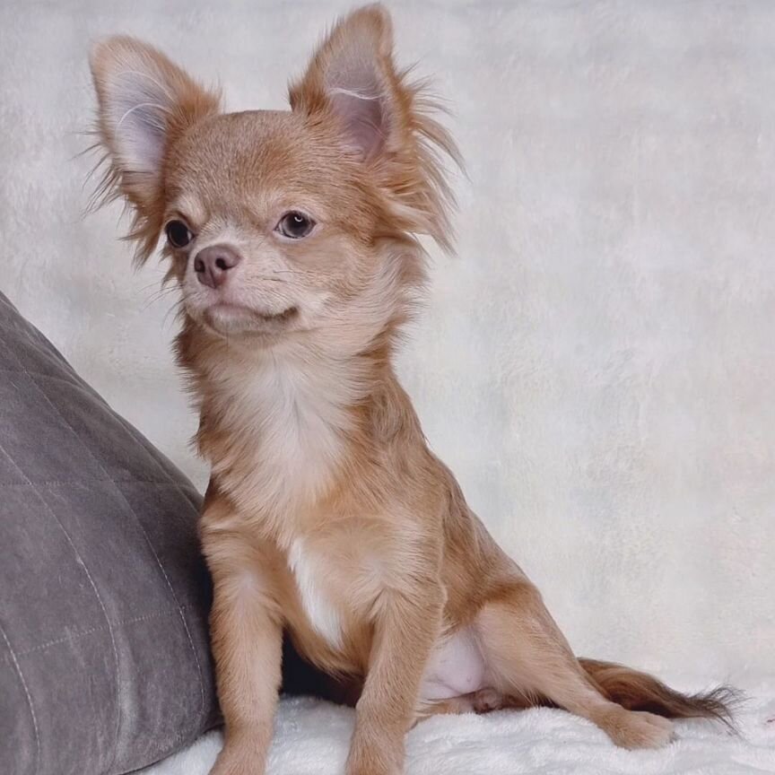 Чихуахуа девочка лиловая