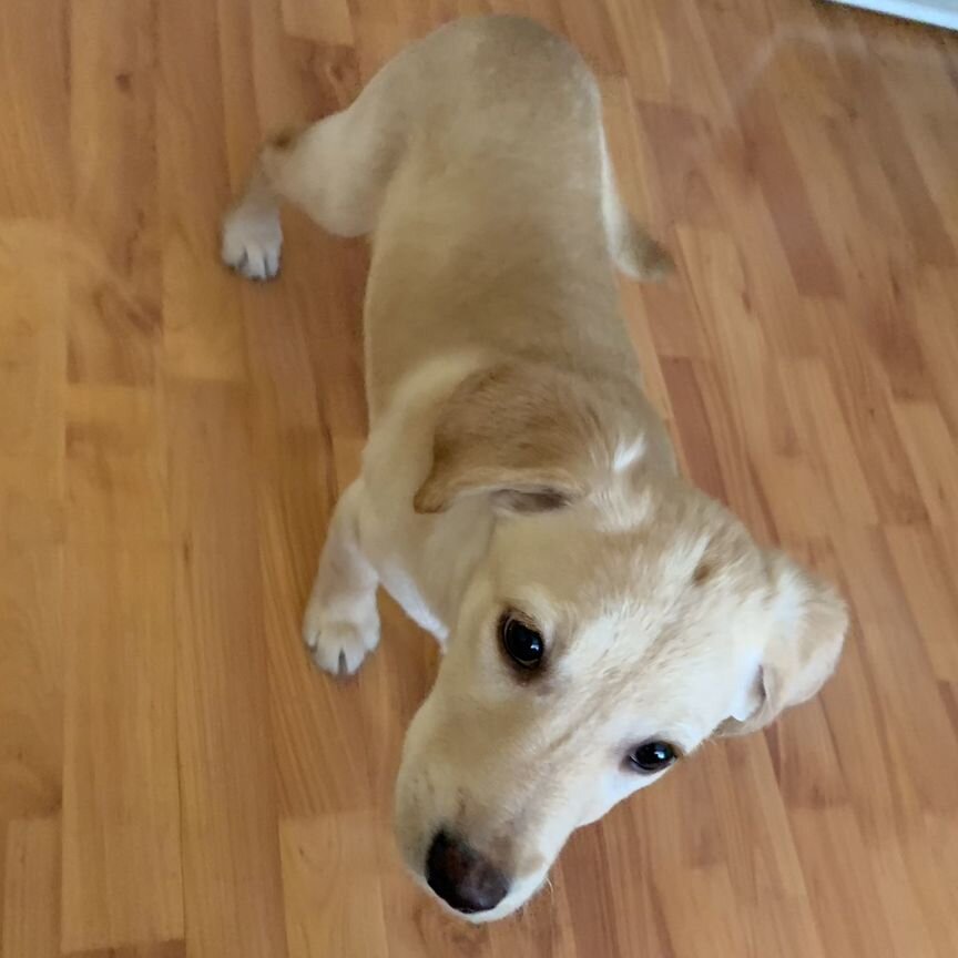 Лабрадор-ретривер, щенок