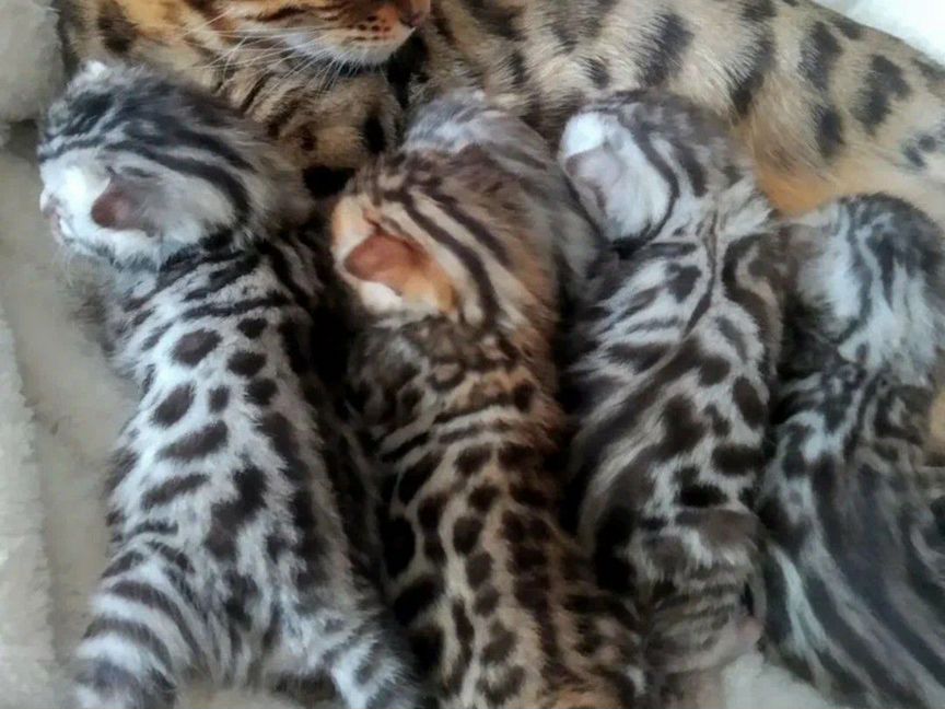 Бенгальская кошка
