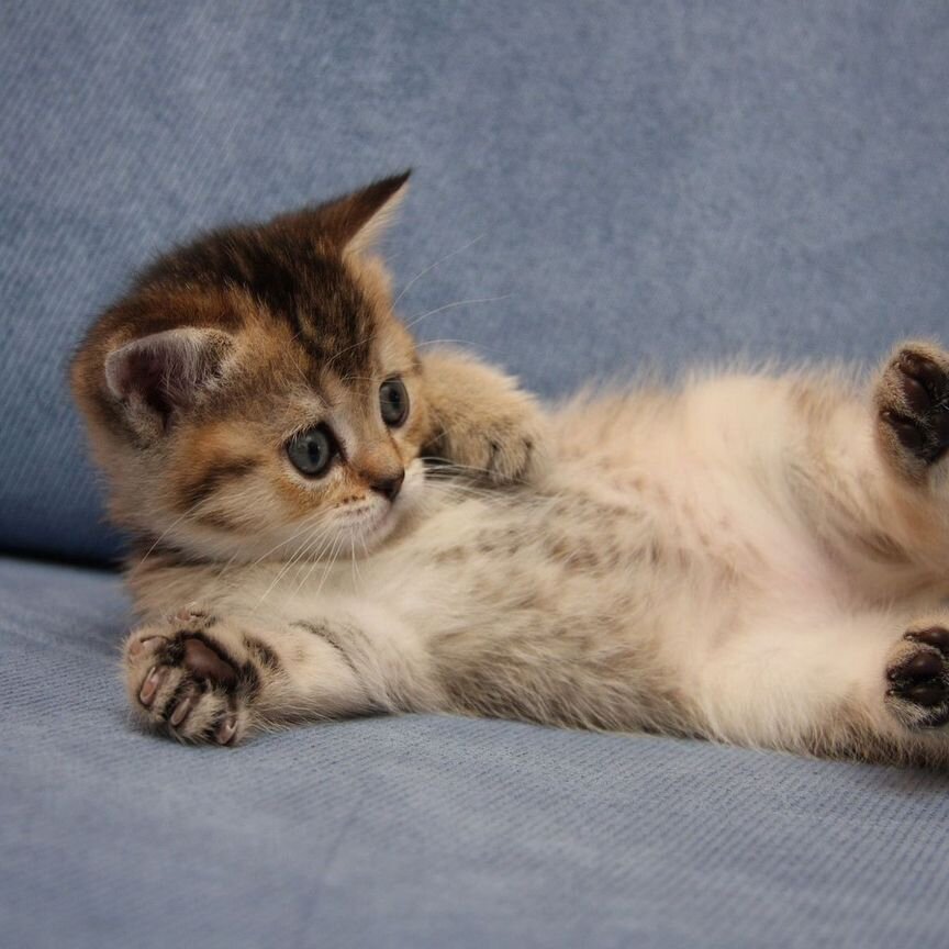 Отдам котят