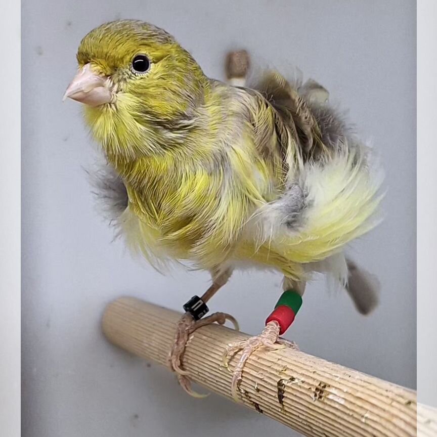 Канарейка породы fiorino