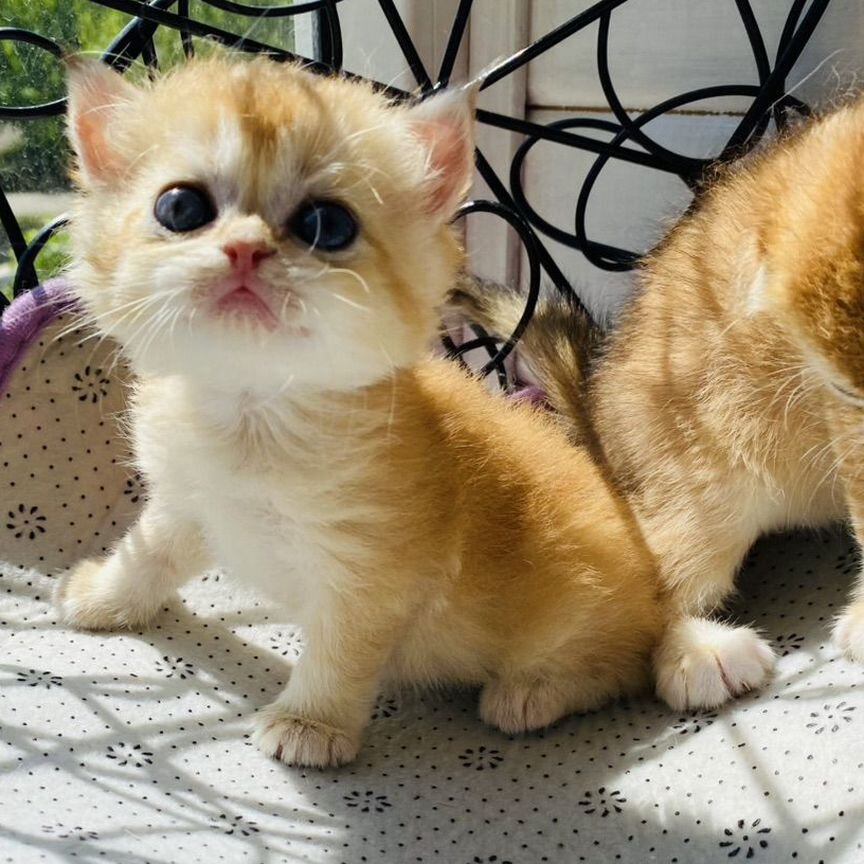 Шотландские золотые шиншиллы котята