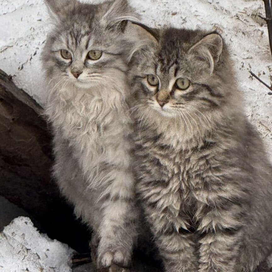 Шотландские котята