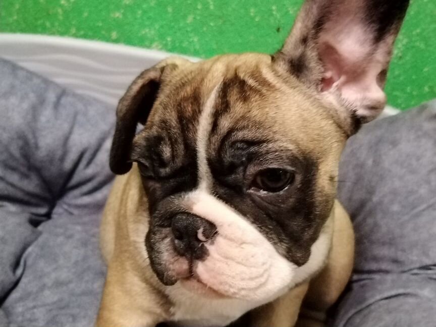 Французский бульдог