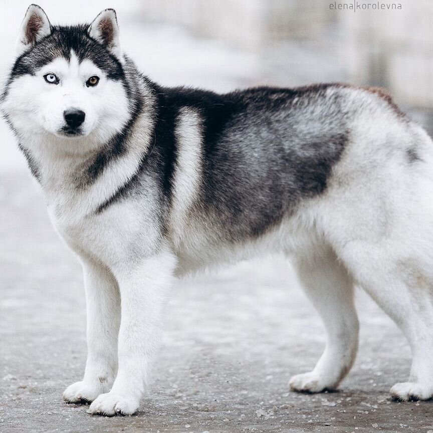 Сибирский хаски, взрослый пёс из приюта