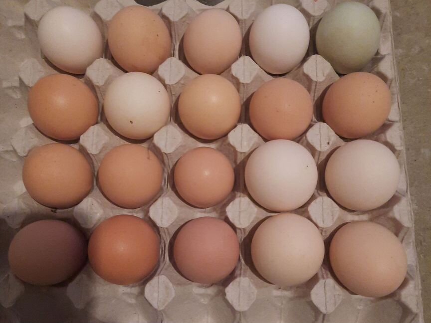 Инкубационнное яйцо