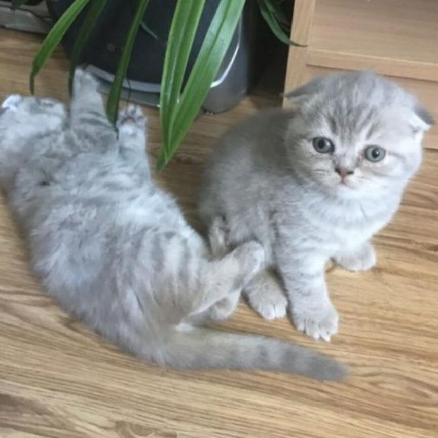 Шотландская вислоухая девочка плюшечка