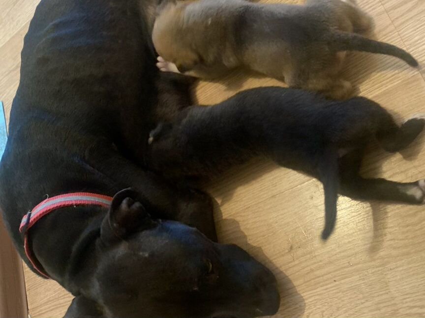 Стаффордширский терьер щенки