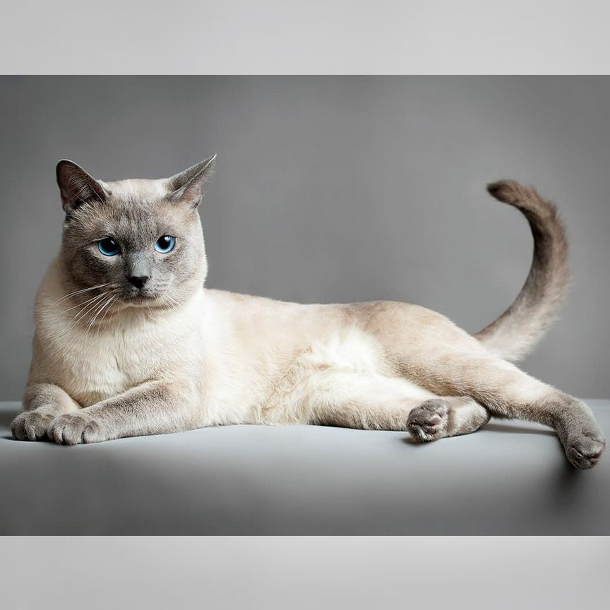 Сиамский (тайский) котенок