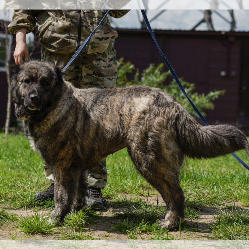 Кавказская овчарка, щенок