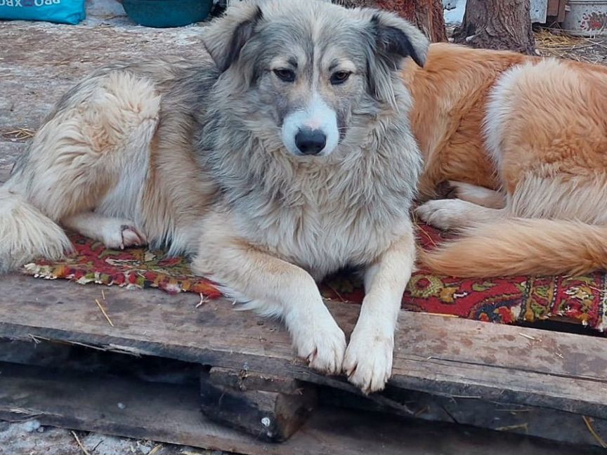 Собака девочка стерильная