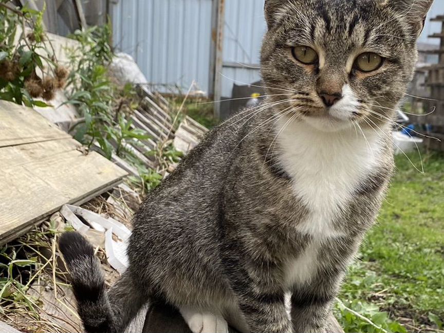 Кошки бесплатно