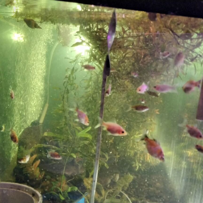 Карпы кои и растительность