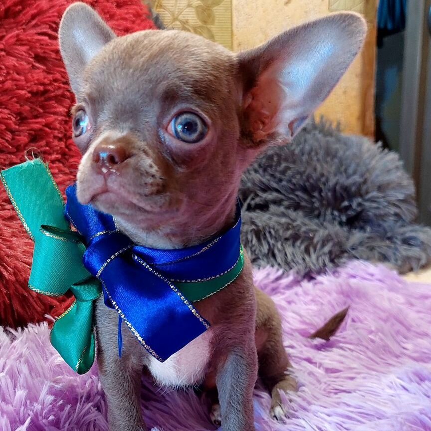 Красивый мини мальчишка чих