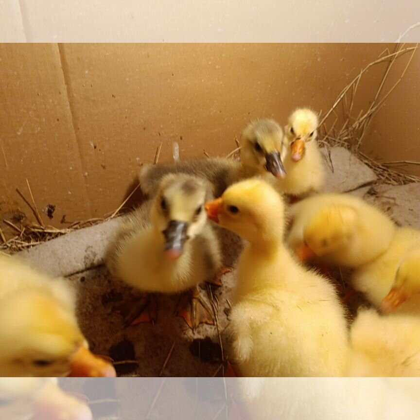 Гусята подрощенные