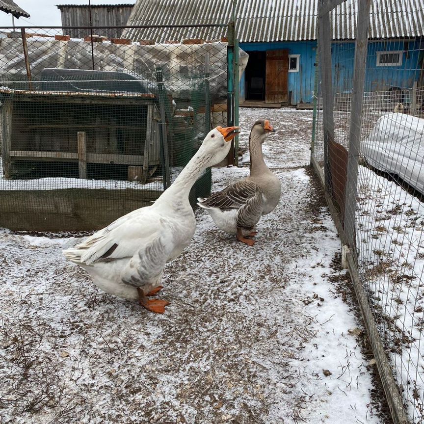 Гуси Холмогоры