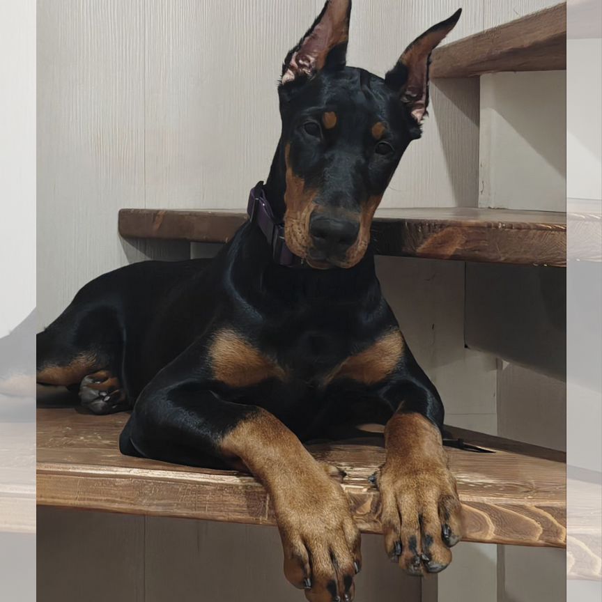 Доберман, щенок