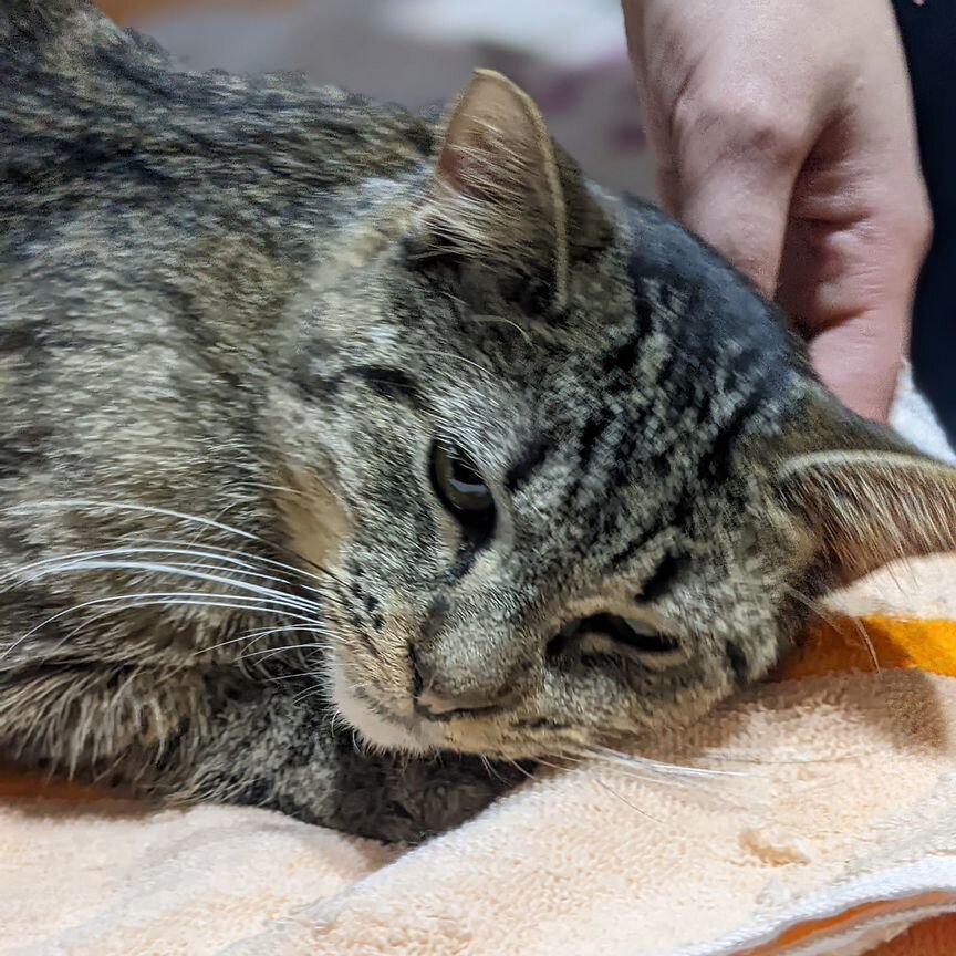 Котик со шрамом на щеке в хорошие руки